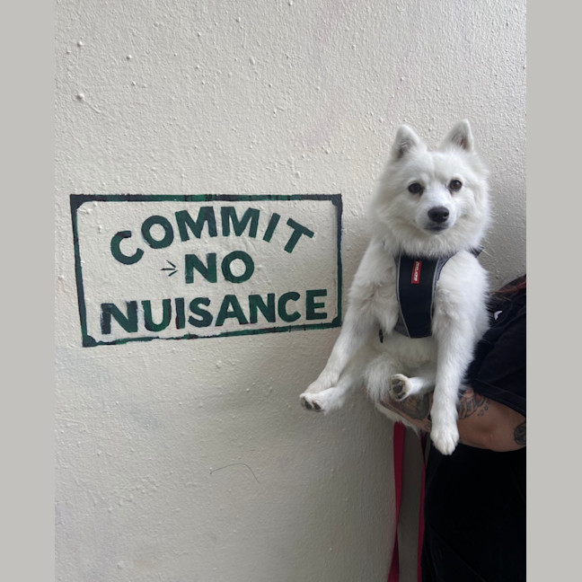 Dolly - Small Female Japanese Spitz Dog in VIC - PetRescue