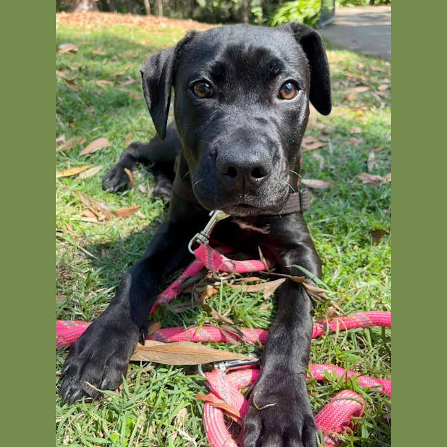 Dazza - Medium Male Bullmastiff x American Staffordshire Bull Terrier ...