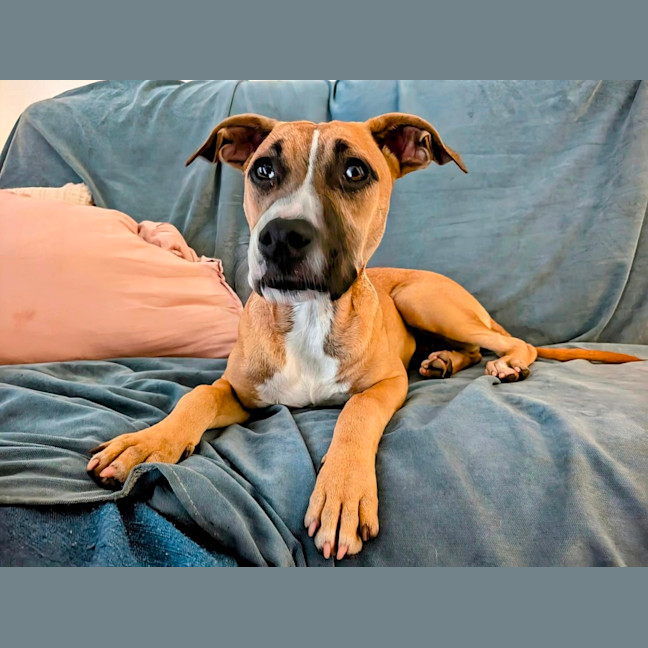 Frenchie - Medium Female Staffordshire Bull Terrier Mix Dog in QLD ...