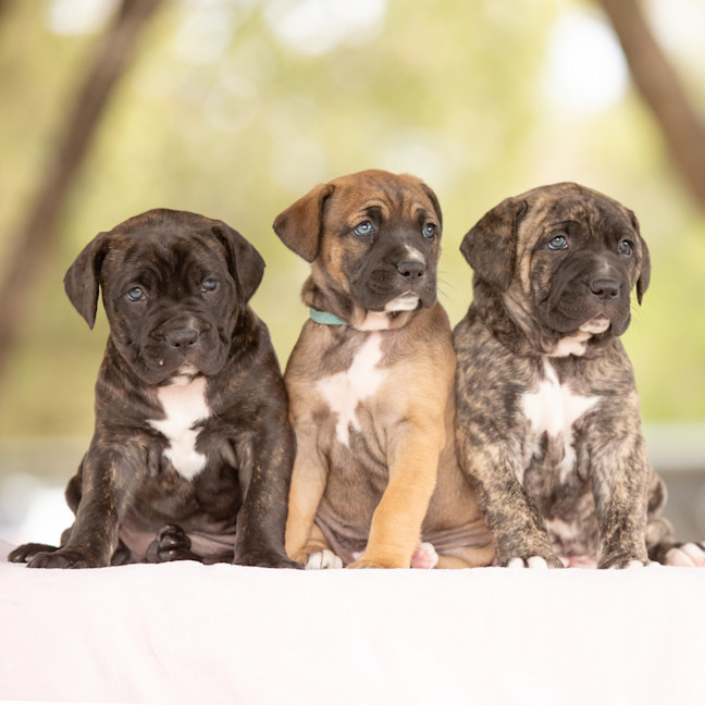 Nylah - Small Female Neapolitan Mastiff x Rhodesian Ridgeback Mix Dog ...