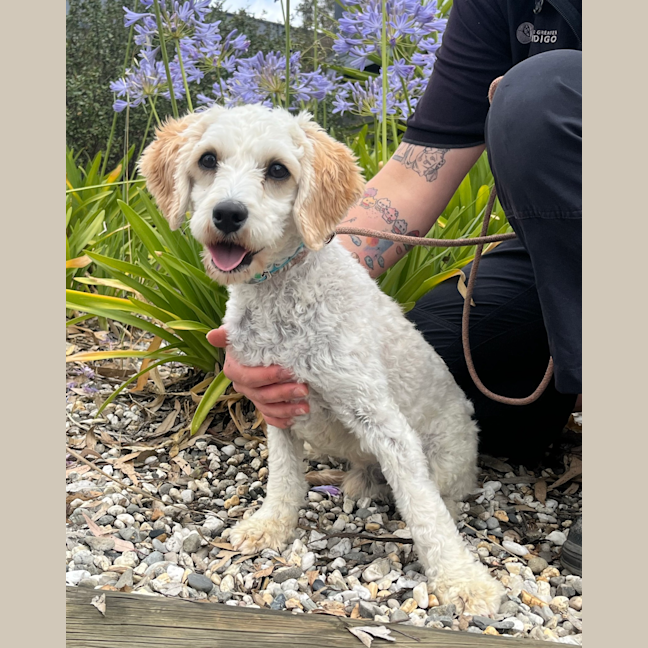 Curly Fry - Small Male Cavoodle Mix Dog in VIC - PetRescue