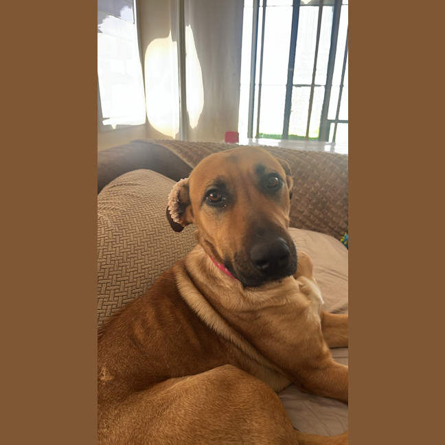 Goose - Large Female German Shepherd Dog Mix Dog in NSW - PetRescue