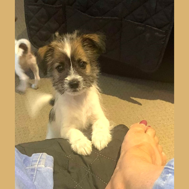 Messiah Muddle - Small Male Australian Silky Terrier Mix Dog in QLD ...