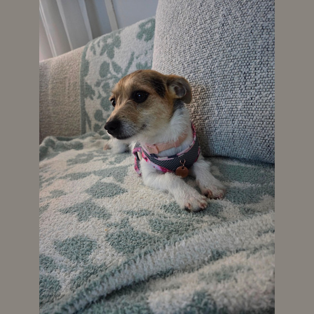 Nyla - Small Female Jack Russell Terrier Mix Dog in NSW - PetRescue