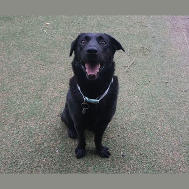 Charlie - Large Male German Shepherd x Labrador Mix Dog in VIC - PetRescue