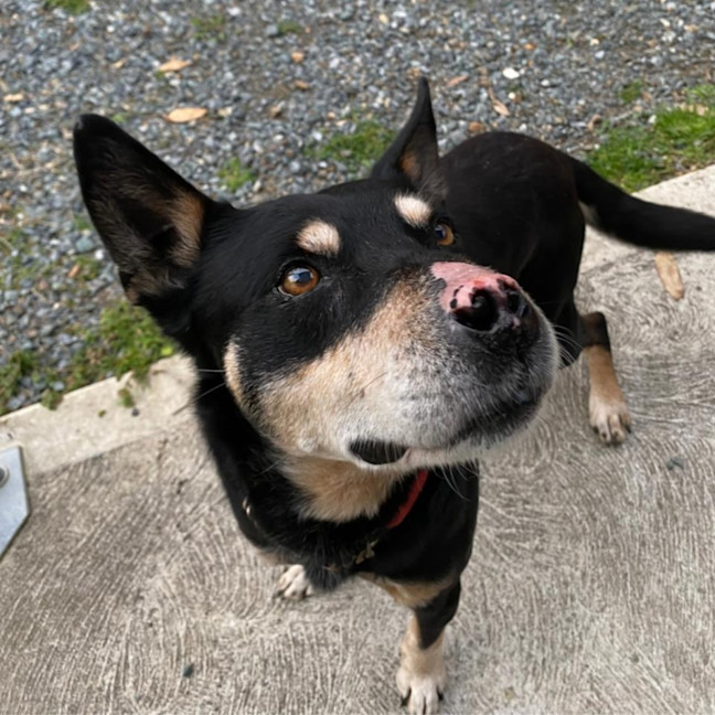 Yip - Medium Male Australian Kelpie Dog in NSW - PetRescue