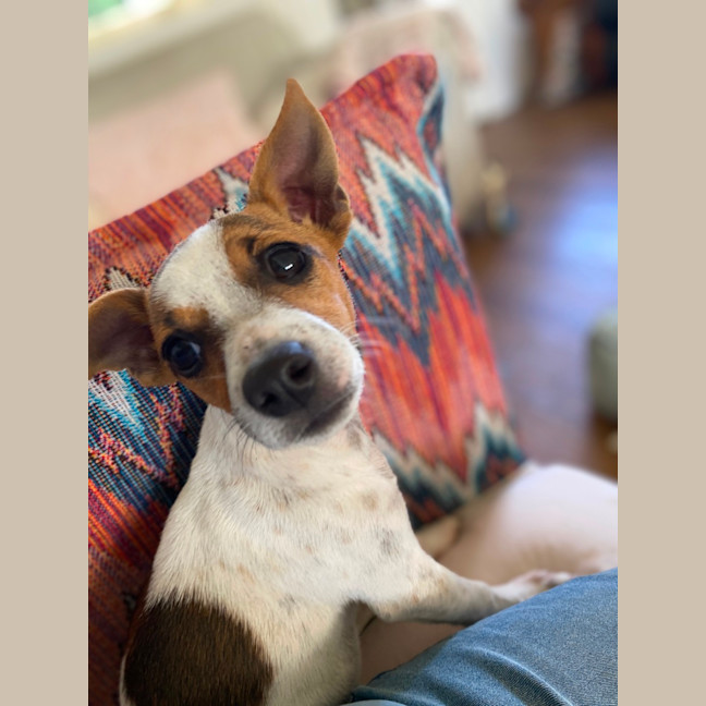 Layla - Small Female Fox Terrier (Miniature) Dog in NSW - PetRescue