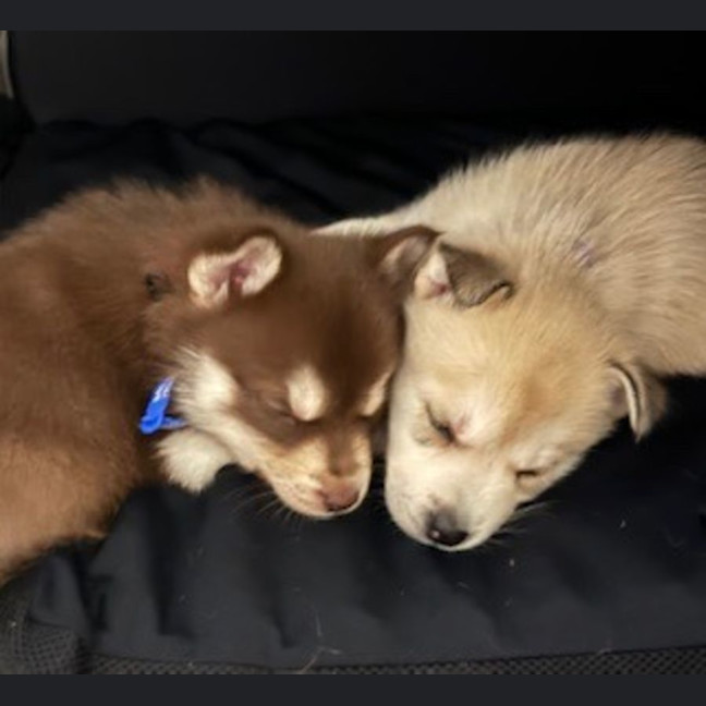 Sable - 7 Week Old Husky X (Trial) - Medium Female Husky Mix Dog in NSW ...