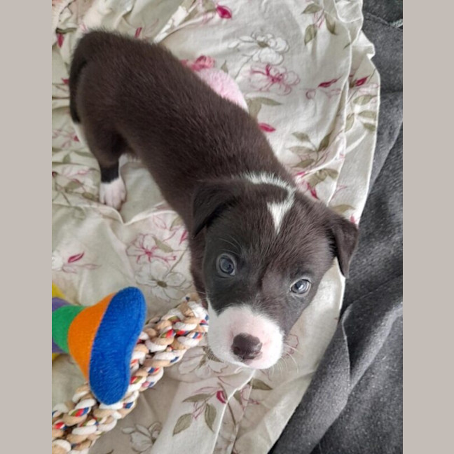 Sumac - Medium Male Border Collie Dog in NSW - PetRescue