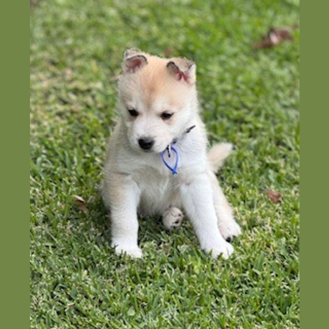 Sable - 7 Week Old Husky X (Trial) - Medium Female Husky Mix Dog in NSW ...