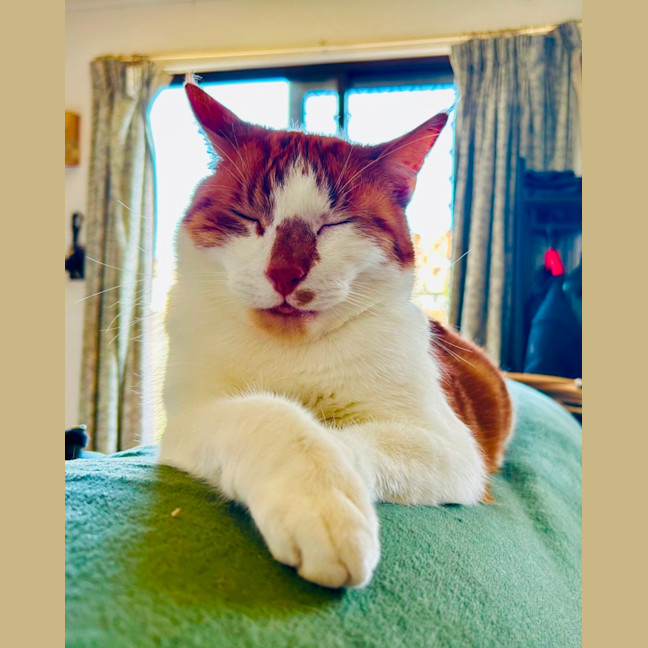 Ned - Male Domestic Short Hair (DSH) Cat in VIC - PetRescue