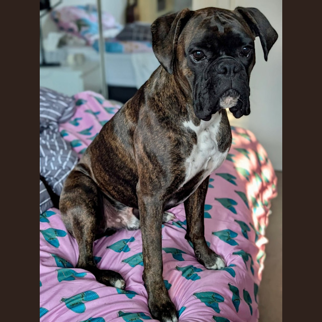 Baxter - Medium Male Boxer Dog in VIC - PetRescue