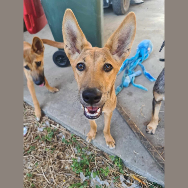Dingus - Medium Male Dingo Dog in WA - PetRescue