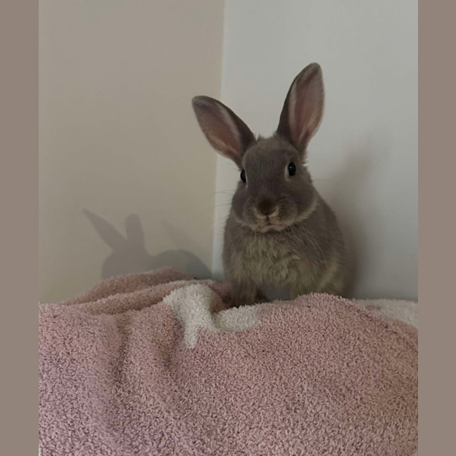 Zeke - Male Netherland Dwarf Mix Rabbit in VIC - PetRescue