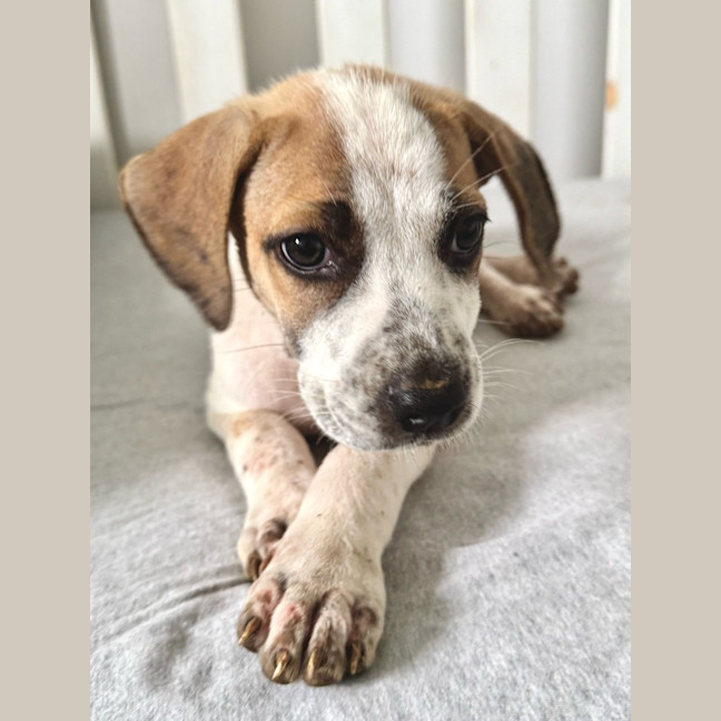 Spot - Medium Female Rhodesian Ridgeback x Mixed breed Mix Dog in QLD ...