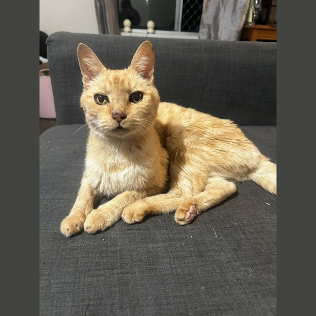 Rambo - Male Domestic Short Hair (DSH) Cat in QLD - PetRescue