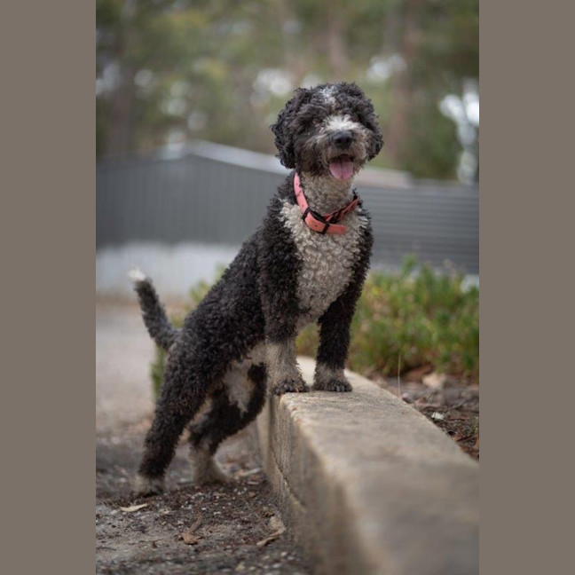 Sootie Newhaven - Medium Female Spanish Water Dog Mix Dog in VIC ...
