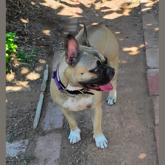 Bambi - Small Female French Bulldog Mix Dog in VIC - PetRescue