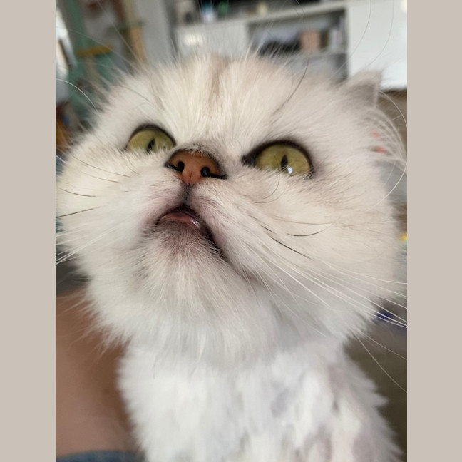 Miffy - Female Chinchilla Mix Cat in QLD - PetRescue