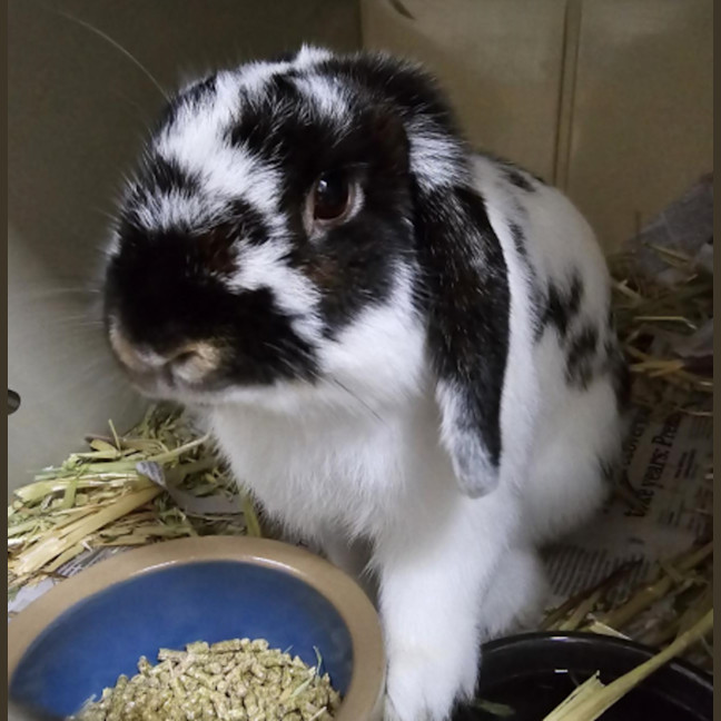 Pansy-*Available at PetStock Milperra* - Male Rabbit in NSW - PetRescue