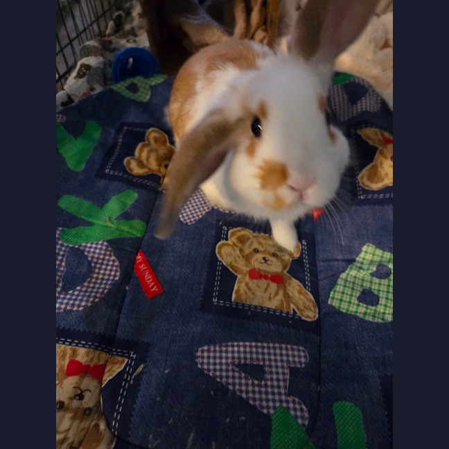 Giggles - Male Mini Lop Mix Rabbit in VIC - PetRescue