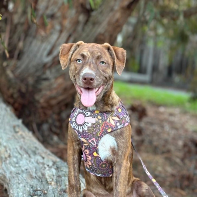 Cleo - Medium Female Rhodesian Ridgeback x American Staffordshire Terrier Mix Dog in VIC - PetRescue