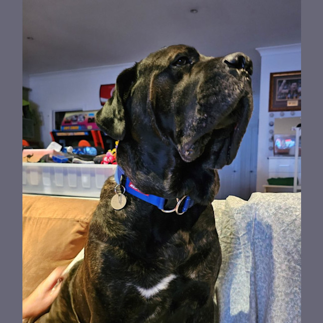 Thanos - Large Male Italian Corso Dog Mix Dog in VIC - PetRescue
