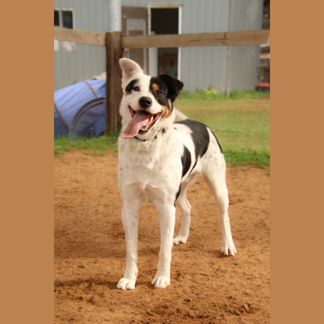 Charlie - Large Male Border Collie x Australian Shepherd Dog in VIC - PetRescue