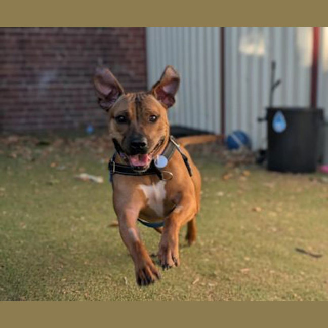 Winnie - Medium Female Staffy Mix Dog in VIC - PetRescue