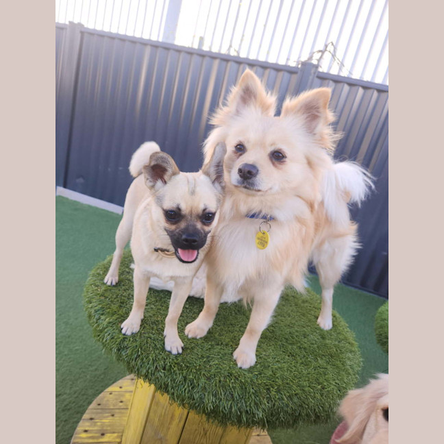Bug - Small Male Chihuahua x Pug Dog in VIC - PetRescue