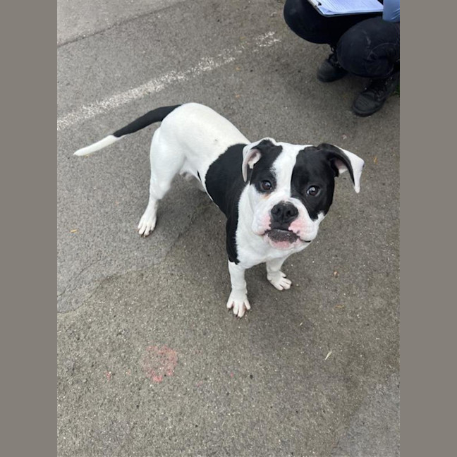 Biggy - Medium Male American Bulldog x Boxer Dog in VIC - PetRescue