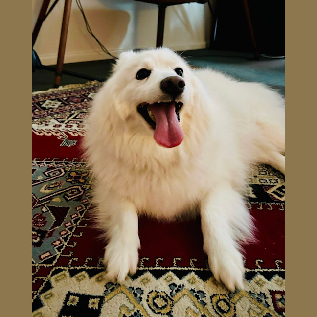 Dot - Small Female Japanese Spitz Dog in VIC - PetRescue