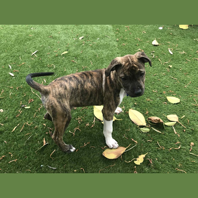 Brooke - 14 Week Old Ridgeback X - Medium Female Rhodesian Ridgeback x ...