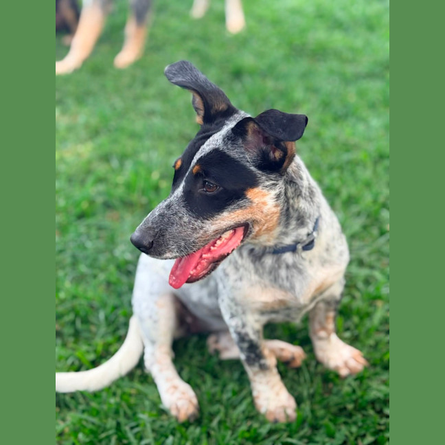 Lazuli - Small Female Australian Cattle Dog Mix Dog in QLD - PetRescue