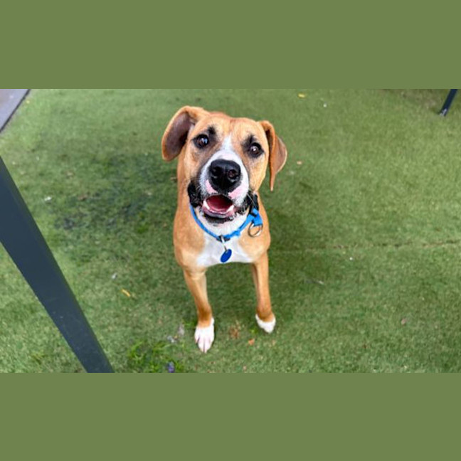 Cherry Pie - Medium Female American Staffy Mix Dog in VIC - PetRescue
