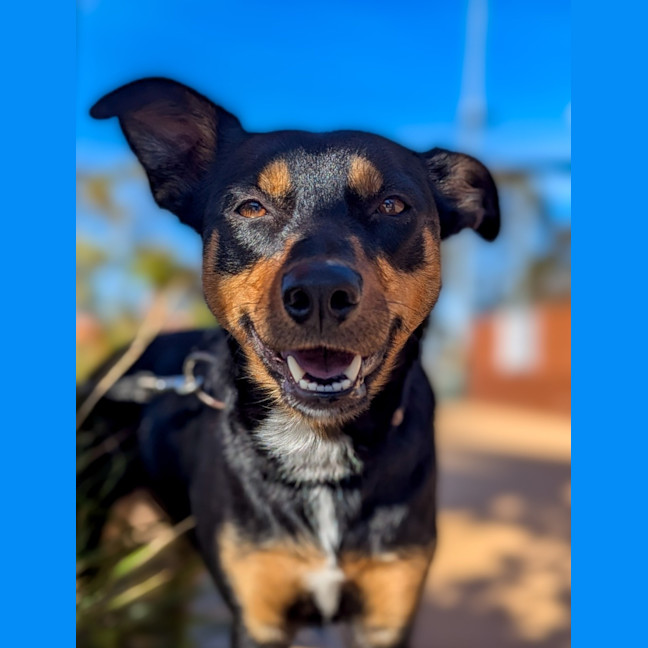 Isla - Medium Female Australian Kelpie Dog in VIC - PetRescue