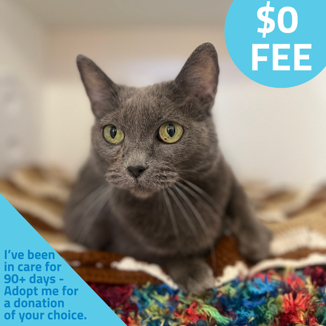 Purdy - Female Domestic Short Hair Mix Cat in VIC - PetRescue