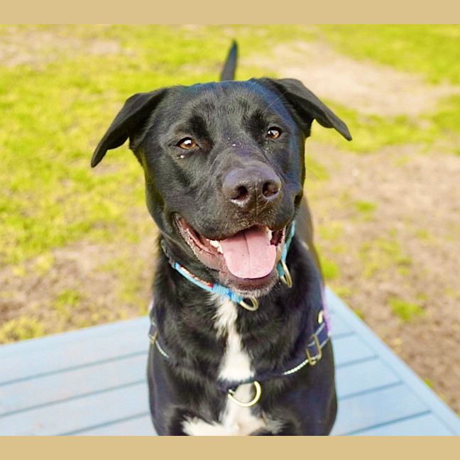 Billy - Medium Male Labrador x American Staffordshire Terrier Mix Dog ...