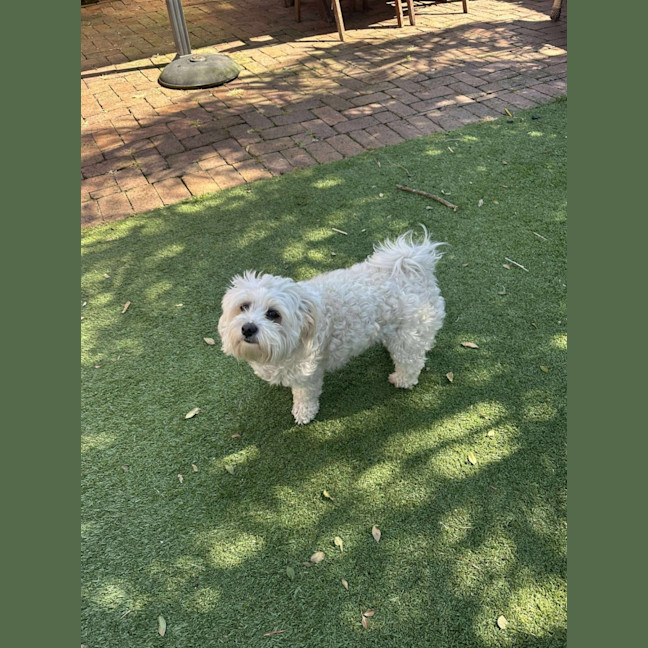 Daisy - 4 Year Old Maltese X - Small Female Maltese Mix Dog in NSW ...
