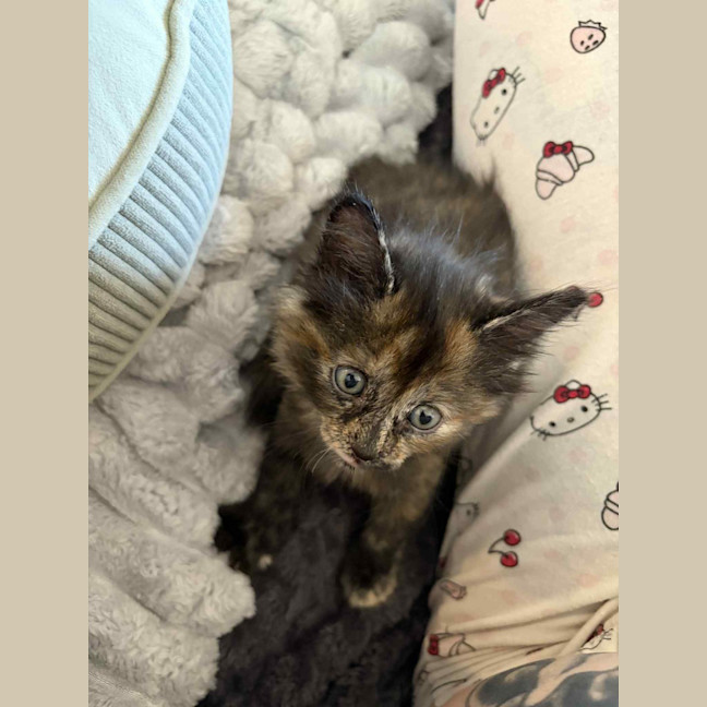 Lucki - Female Domestic Short Hair (DSH) Mix Cat in WA - PetRescue