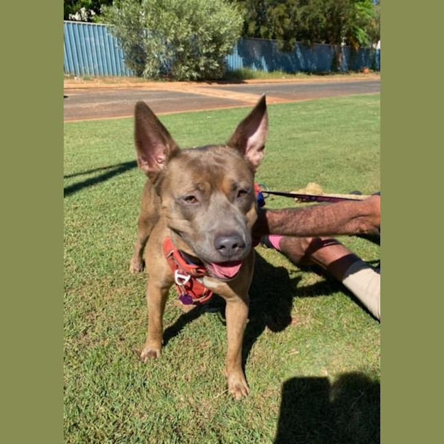 Scrim - Medium Male Mixed breed Dog in WA - PetRescue