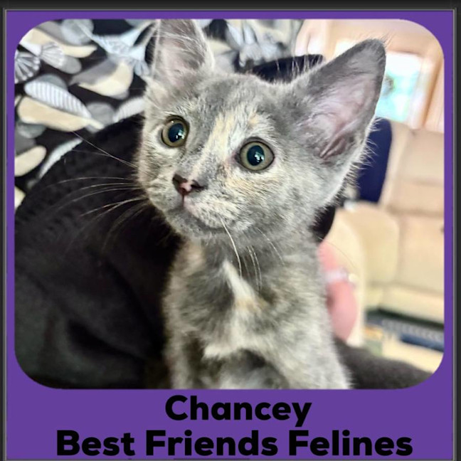 Chancey - Female Domestic Short Hair (DSH) Cat in QLD - PetRescue