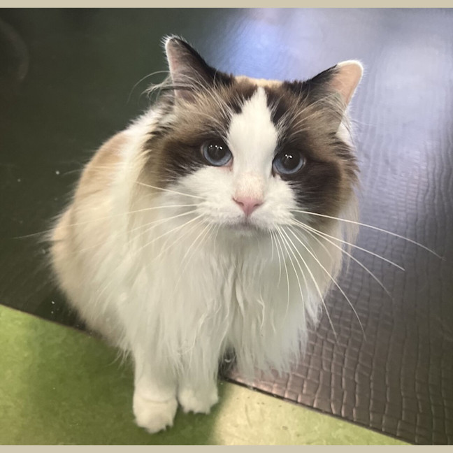 Evie - Female Ragdoll Cat in VIC - PetRescue