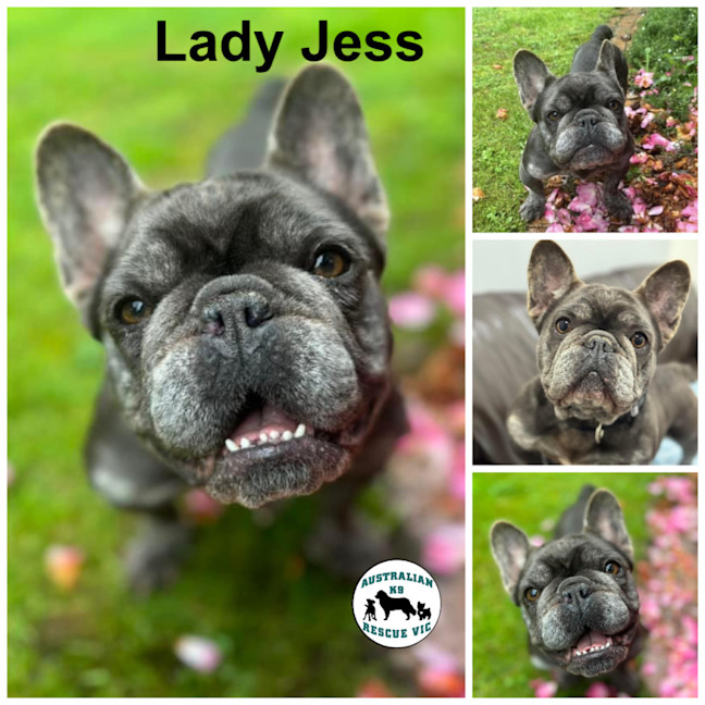 Lady Jess - Small Female French Bulldog Dog in VIC - PetRescue