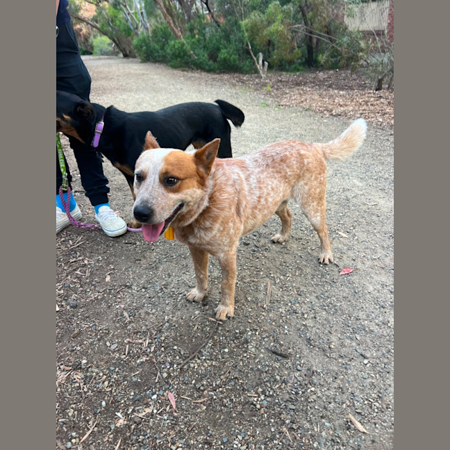 Mateo - Medium Male Australian Cattle Dog Dog in VIC - PetRescue