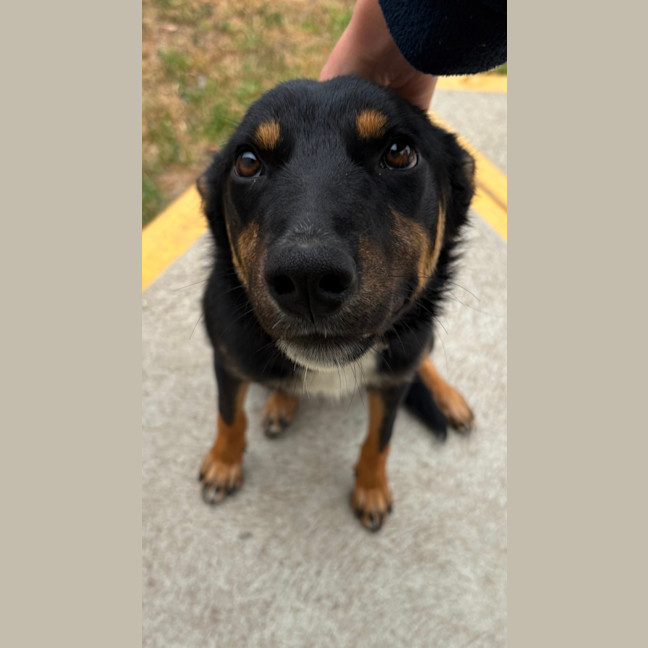 Goober - Medium Male Australian Kelpie Dog in NSW - PetRescue