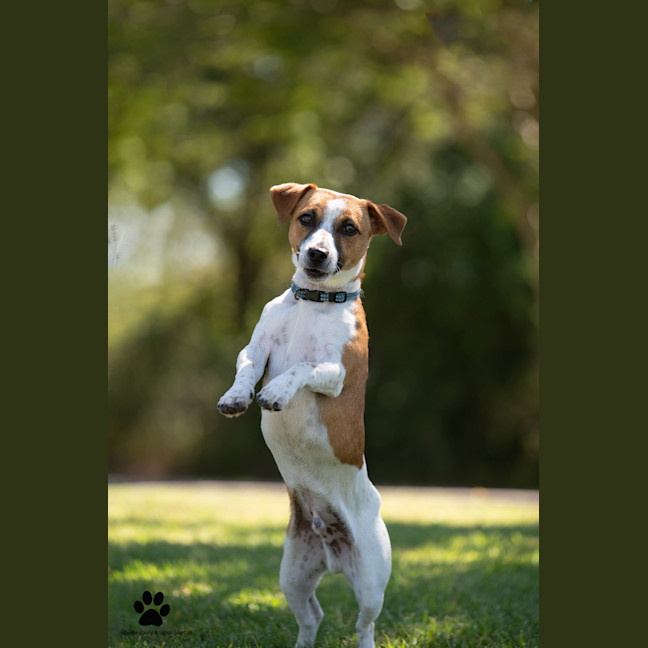 Milo - Small Male Jack Russell Terrier Mix Dog in NSW - PetRescue