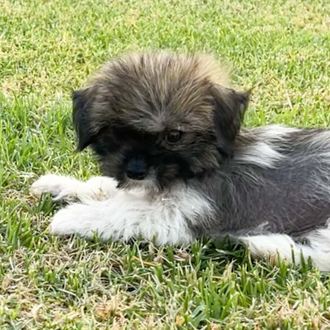Ming - Small Male Chinese Crested Dog x Chihuahua x Maltese x Shih Tzu ...