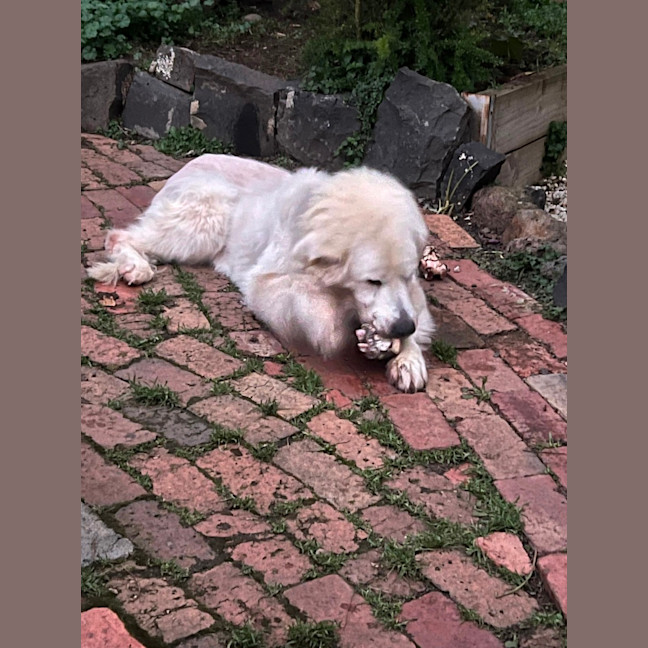Mello - Large Male Maremma Sheepdog Dog in VIC - PetRescue