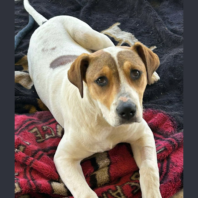 Gypsy - Medium Female Bull Arab Mix Dog in QLD - PetRescue